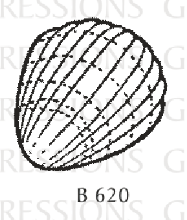 Great Impressions - Wood Mounted Stamp - Sea Shell — Scrap-a-Doodles